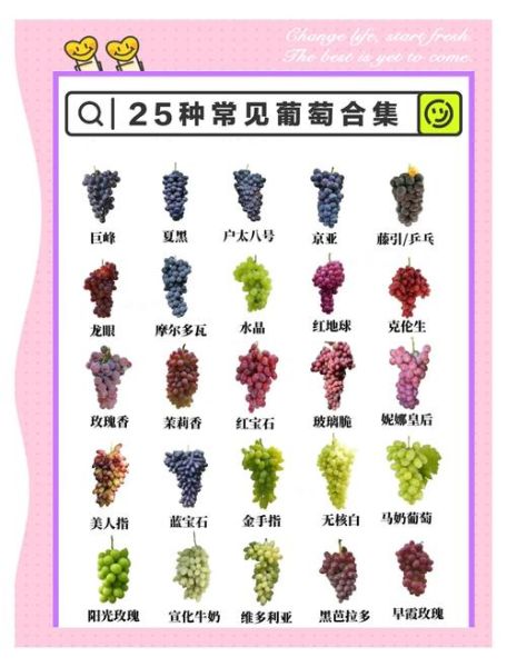 公认口感好的葡萄品种有哪些_如何挑选最甜葡萄-第1张图片-山城妙识