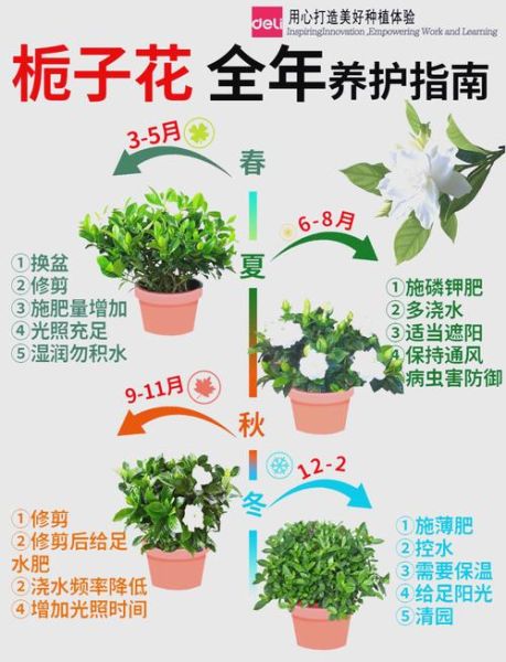 老人说养栀子花不吉利_栀子花风水禁忌真相-第1张图片-山城妙识 老人说养栀子花不吉利_栀子花风水禁忌真相-第1张图片-山城妙识
