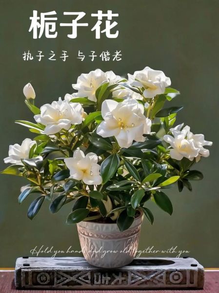 老人说养栀子花不吉利_栀子花风水禁忌真相-第3张图片-山城妙识 老人说养栀子花不吉利_栀子花风水禁忌真相-第3张图片-山城妙识