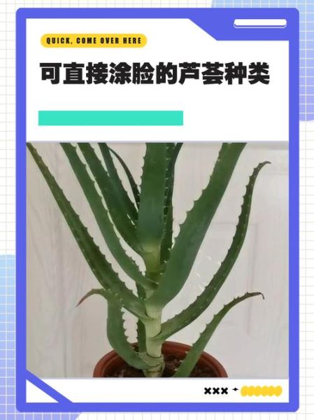 新鲜芦荟可以直接涂脸吗_新鲜芦荟怎么用才正确-第2张图片-山城妙识