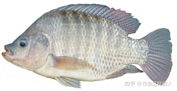 福寿鱼是淡水鱼吗_福寿鱼可以海水养吗-第2张图片-山城妙识 福寿鱼是淡水鱼吗_福寿鱼可以海水养吗-第2张图片-山城妙识