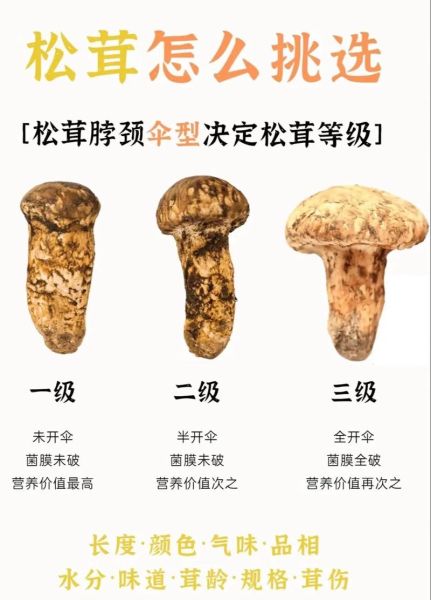 松茸多少钱一斤_松茸价格为什么差别大-第2张图片-山城妙识