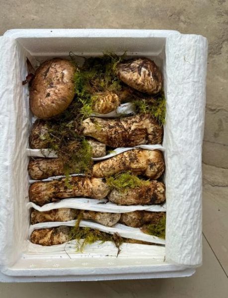 松茸多少钱一斤_松茸价格为什么差别大-第3张图片-山城妙识