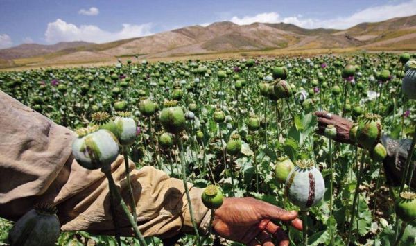 鸦片是什么_鸦片会上瘾吗-第3张图片-山城妙识 鸦片是什么_鸦片会上瘾吗-第3张图片-山城妙识