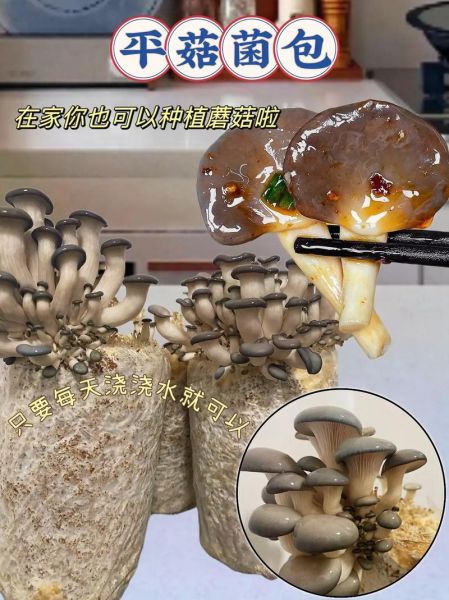 平菇栽培技术_平菇怎么种植-第2张图片-山城妙识