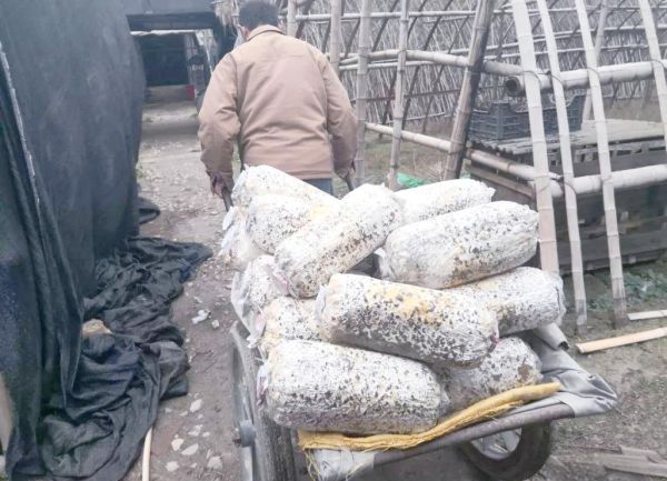 平菇栽培技术_平菇怎么种植-第3张图片-山城妙识