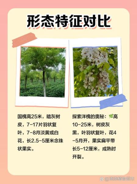 槐树有多少个品种_常见槐树图片怎么区分-第2张图片-山城妙识