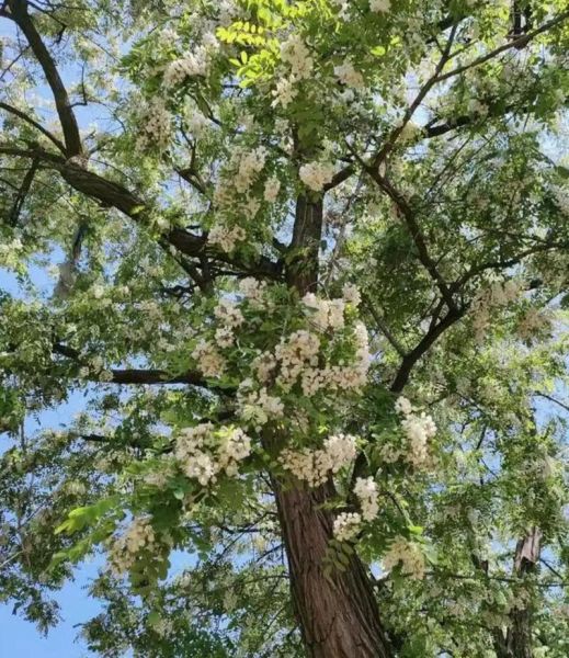 槐树有多少个品种_常见槐树图片怎么区分-第3张图片-山城妙识