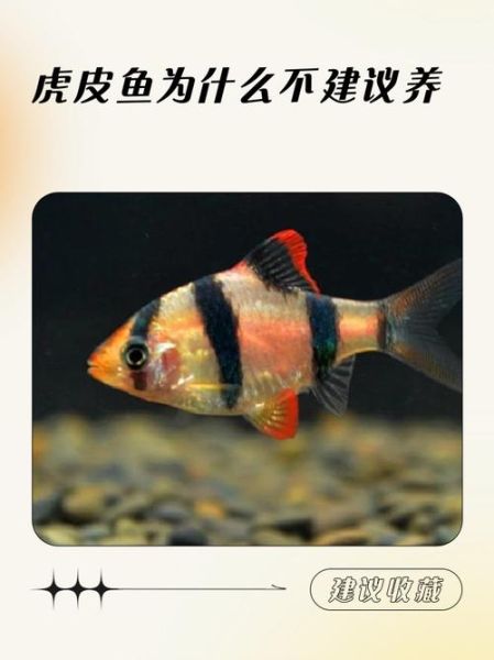 虎皮鱼怎么养_虎皮鱼能活多久-第2张图片-山城妙识