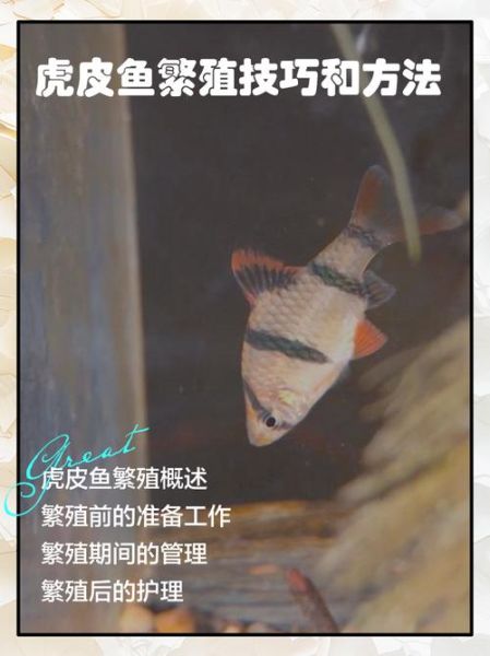 虎皮鱼怎么养_虎皮鱼能活多久-第3张图片-山城妙识