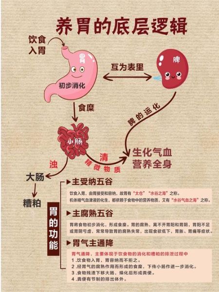 养胃吃什么食物最好_胃不好怎么调理最快-第1张图片-山城妙识 养胃吃什么食物最好_胃不好怎么调理最快-第1张图片-山城妙识