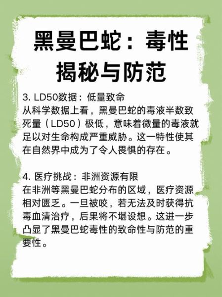 黑曼巴蛇有多毒_黑曼巴蛇咬了多久会死-第1张图片-山城妙识 黑曼巴蛇有多毒_黑曼巴蛇咬了多久会死-第1张图片-山城妙识