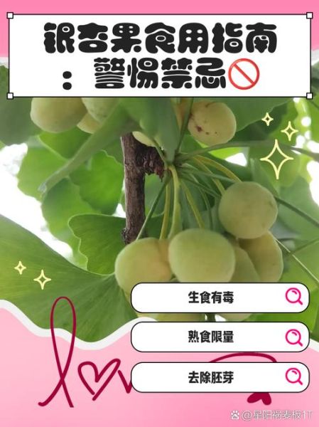 银杏果实能吃吗_银杏果怎么吃才安全-第2张图片-山城妙识