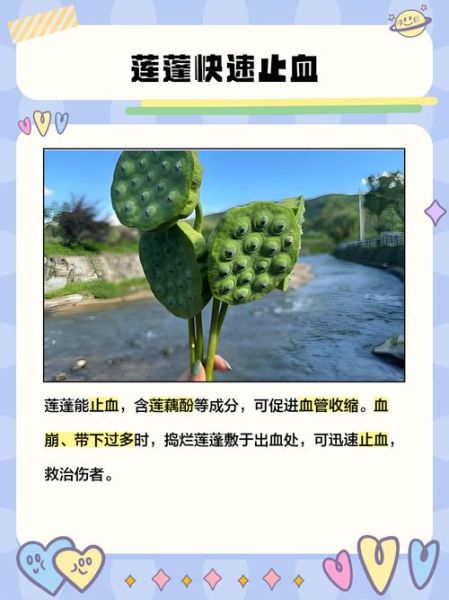 莲蓬怎么吃_莲蓬有什么功效-第3张图片-山城妙识 莲蓬怎么吃_莲蓬有什么功效-第3张图片-山城妙识