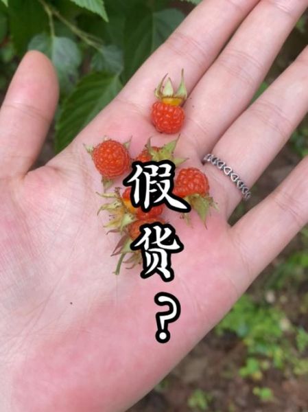 野生覆盆子图片_如何辨别真假野生覆盆子-第3张图片-山城妙识