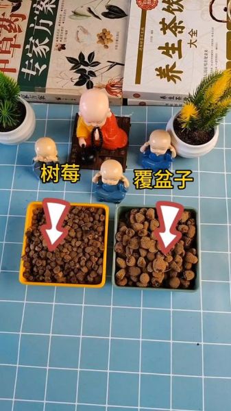 野生覆盆子图片_如何辨别真假野生覆盆子-第1张图片-山城妙识