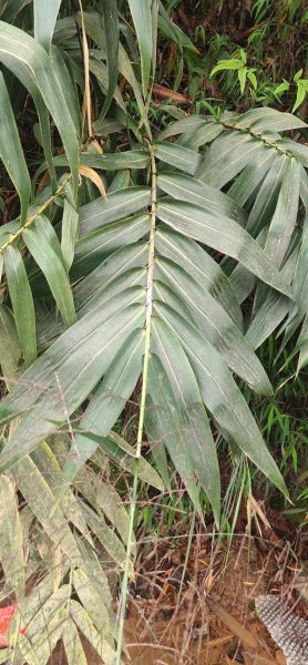 四川粽子叶是什么植物的叶子_四川包粽子用的粽叶学名-第3张图片-山城妙识 四川粽子叶是什么植物的叶子_四川包粽子用的粽叶学名-第3张图片-山城妙识