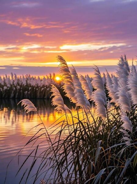 芦苇图片怎么拍好看_芦苇适合什么季节拍摄-第2张图片-山城妙识 芦苇图片怎么拍好看_芦苇适合什么季节拍摄-第2张图片-山城妙识