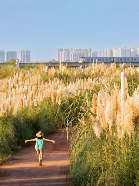 芦苇图片怎么拍好看_芦苇适合什么季节拍摄-第1张图片-山城妙识 芦苇图片怎么拍好看_芦苇适合什么季节拍摄-第1张图片-山城妙识