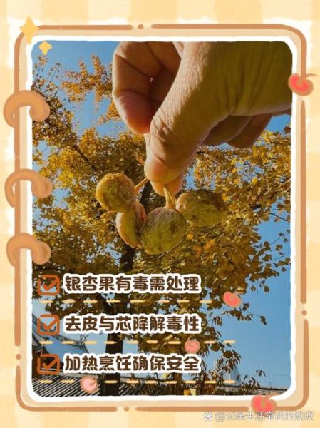银杏树果实怎么处理才能吃_银杏果去毒方法-第2张图片-山城妙识 银杏树果实怎么处理才能吃_银杏果去毒方法-第2张图片-山城妙识