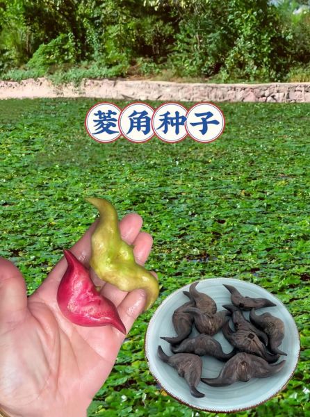 菱角怎么种_菱角种植技术与方法-第3张图片-山城妙识 菱角怎么种_菱角种植技术与方法-第3张图片-山城妙识