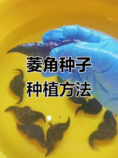 菱角怎么种_菱角种植技术与方法-第2张图片-山城妙识 菱角怎么种_菱角种植技术与方法-第2张图片-山城妙识