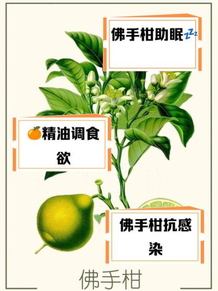 佛手柑油的功效与作用_佛手柑精油怎么用-第1张图片-山城妙识