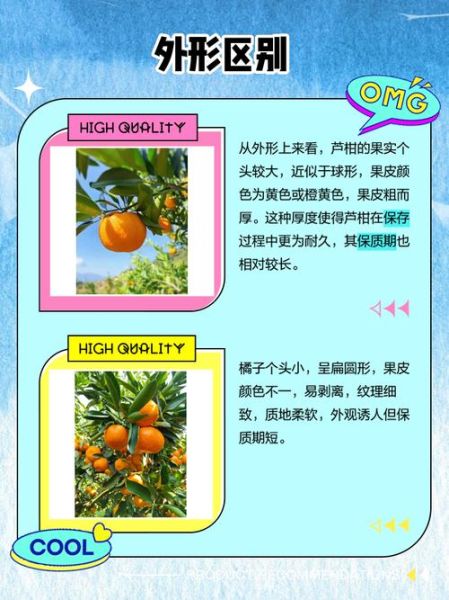 芦柑是橘子还是橙子_芦柑和橘子的区别-第1张图片-山城妙识