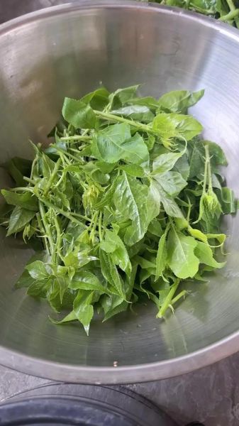 刺儿菜怎么做好吃_刺儿菜的做法大全-第1张图片-山城妙识