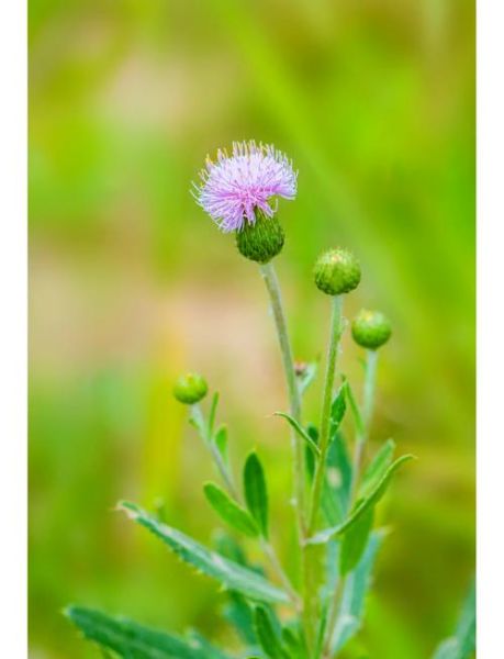 刺儿菜怎么做好吃_刺儿菜的做法大全-第2张图片-山城妙识