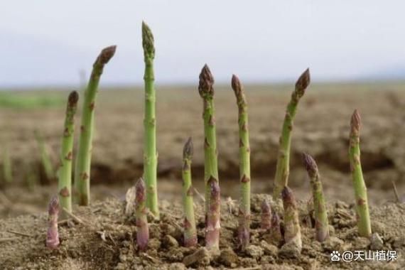芦笋怎么种_芦笋种植视频教程-第2张图片-山城妙识