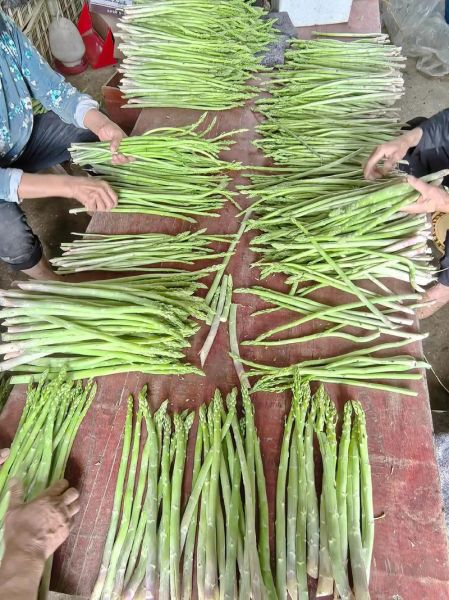 芦笋怎么种_芦笋种植视频教程-第1张图片-山城妙识