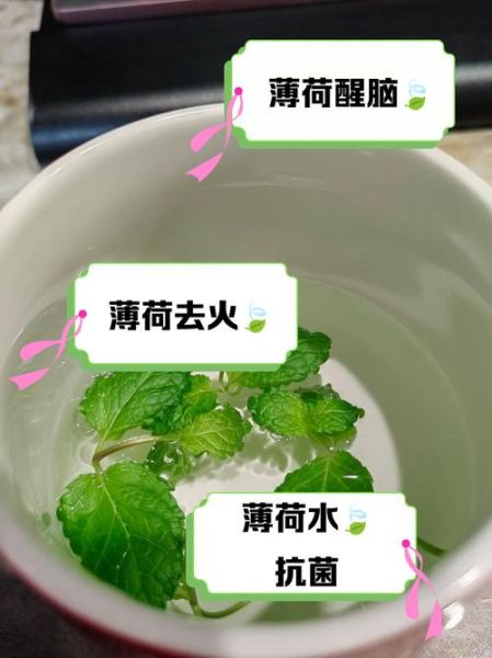 薄荷叶泡水几天喝一次_薄荷叶泡水多久喝一次-第1张图片-山城妙识