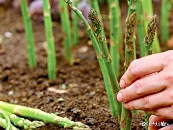 芦笋怎么种_芦笋种植视频教程-第3张图片-山城妙识