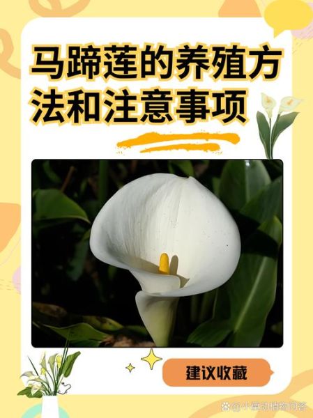 马蹄莲风水禁忌_马蹄莲放卧室好吗-第2张图片-山城妙识