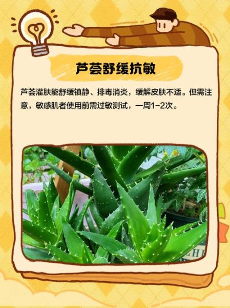 芦荟灌肤的好处和坏处_敏感肌能用吗-第3张图片-山城妙识