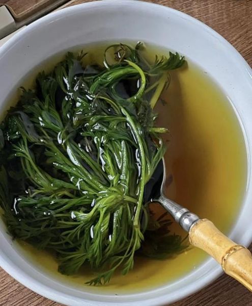 茵陈和什么泡水喝对肝脏最好_茵陈护肝最佳搭配-第1张图片-山城妙识