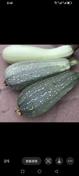 西葫芦图片大全大图_西葫芦品种怎么区分-第1张图片-山城妙识 西葫芦图片大全大图_西葫芦品种怎么区分-第1张图片-山城妙识