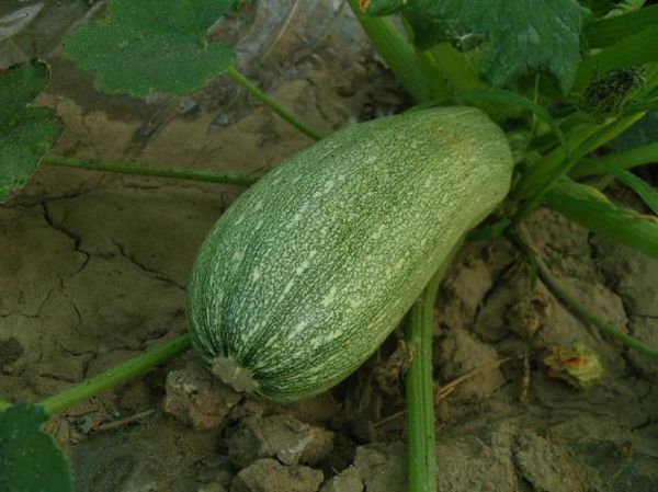 西葫芦图片大全大图_西葫芦品种怎么区分-第3张图片-山城妙识 西葫芦图片大全大图_西葫芦品种怎么区分-第3张图片-山城妙识