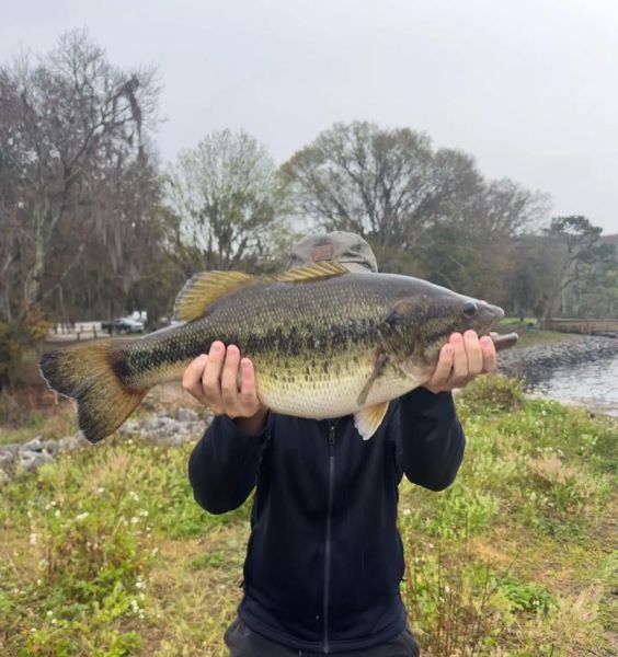 鲈鱼多少钱一斤_2021年鲈鱼市场价-第3张图片-山城妙识 鲈鱼多少钱一斤_2021年鲈鱼市场价-第3张图片-山城妙识