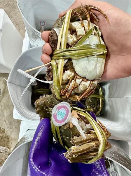 重庆阳澄湖大闸蟹多少钱一斤_正宗蟹如何辨别-第2张图片-山城妙识