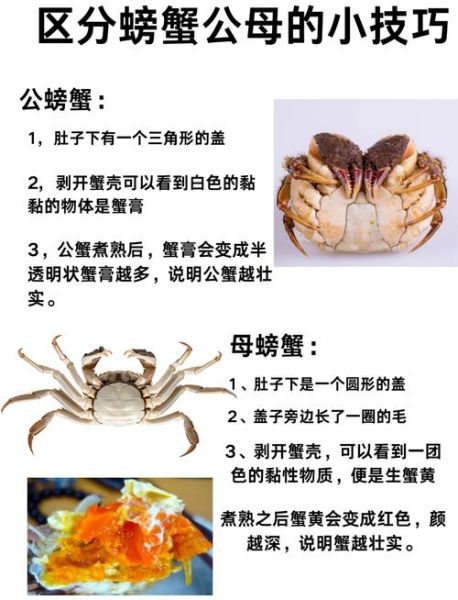 重庆阳澄湖大闸蟹多少钱一斤_正宗蟹如何辨别-第1张图片-山城妙识