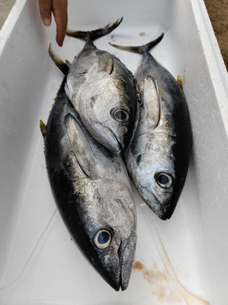 黄鳍金枪鱼多少钱一斤_黄鳍金枪鱼价格行情-第1张图片-山城妙识