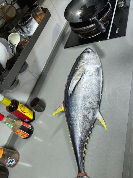 黄鳍金枪鱼多少钱一斤_黄鳍金枪鱼价格行情-第2张图片-山城妙识