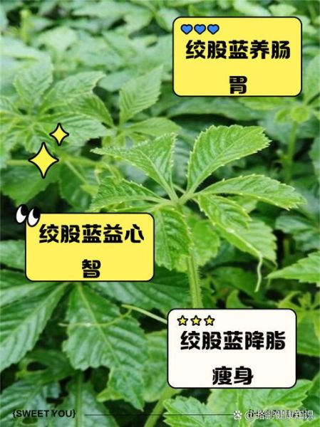 绞股蓝茶的功效与作用_绞股蓝茶怎么喝才健康-第2张图片-山城妙识