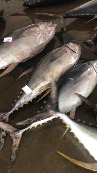 黄鳍金枪鱼多少钱一斤_黄鳍金枪鱼价格行情-第3张图片-山城妙识