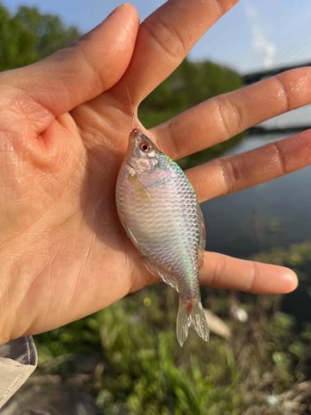 鳆鱼怎么读_鳆鱼是什么鱼-第2张图片-山城妙识