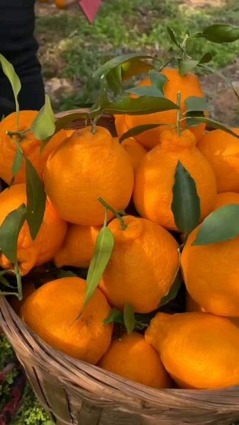 丑柑的功效与作用_丑柑上火还是降火-第3张图片-山城妙识