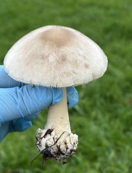 各种蘑菇图片大全_如何辨别可食用蘑菇-第3张图片-山城妙识 各种蘑菇图片大全_如何辨别可食用蘑菇-第3张图片-山城妙识