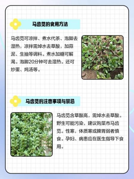 马齿苋治扁平疣有效吗_马齿苋怎么用治扁平疣-第2张图片-山城妙识